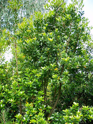 Plantas: Beleza e Diversidade: O medronheiro e os frutos