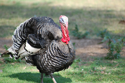 Imagens da vida animal: Fauna peruana # 9 - O Peru (ave)