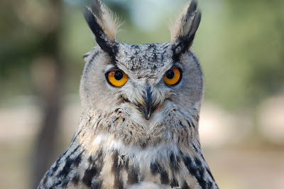 Imagens da vida animal: Bufo-real-da-estepe (Bubo bubo turcomanus)