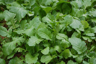 Plantas: Beleza e Diversidade: Plantas alimentares: O nabo (Brassica rapa)