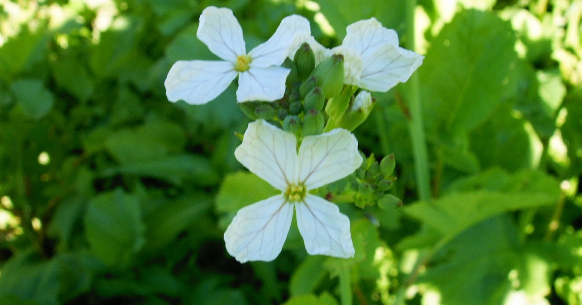 Plantas: Beleza e Diversidade: Flor do Nabo (Brassica rapa)