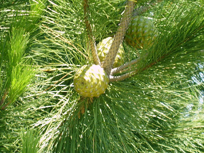 Plantas: Beleza e Diversidade: Pinheiro-manso (Pinus pinea)