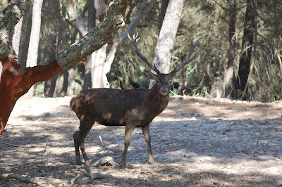 Imagens da vida animal: Veado-vermelho (Cervus elaphus)