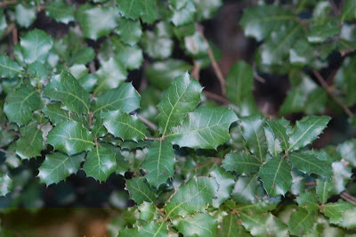 Plantas: Beleza e Diversidade: Plantas silvestres: Carrasco (Quercus ...