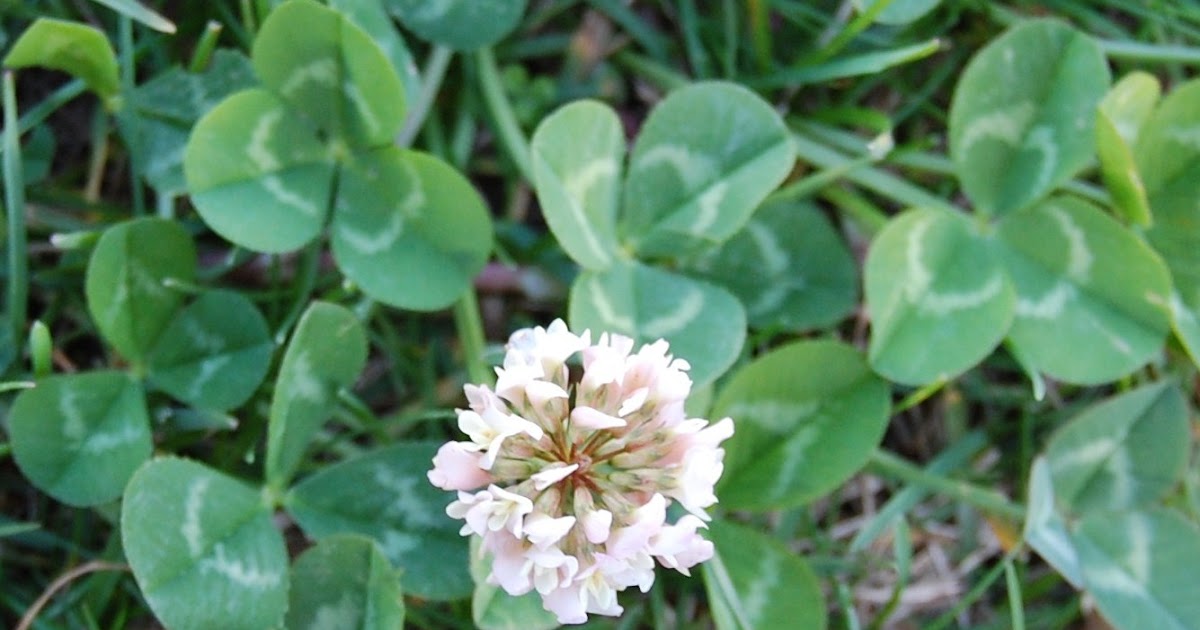 Plantas: Beleza e Diversidade: Flores silvestres: Trevo-branco ...