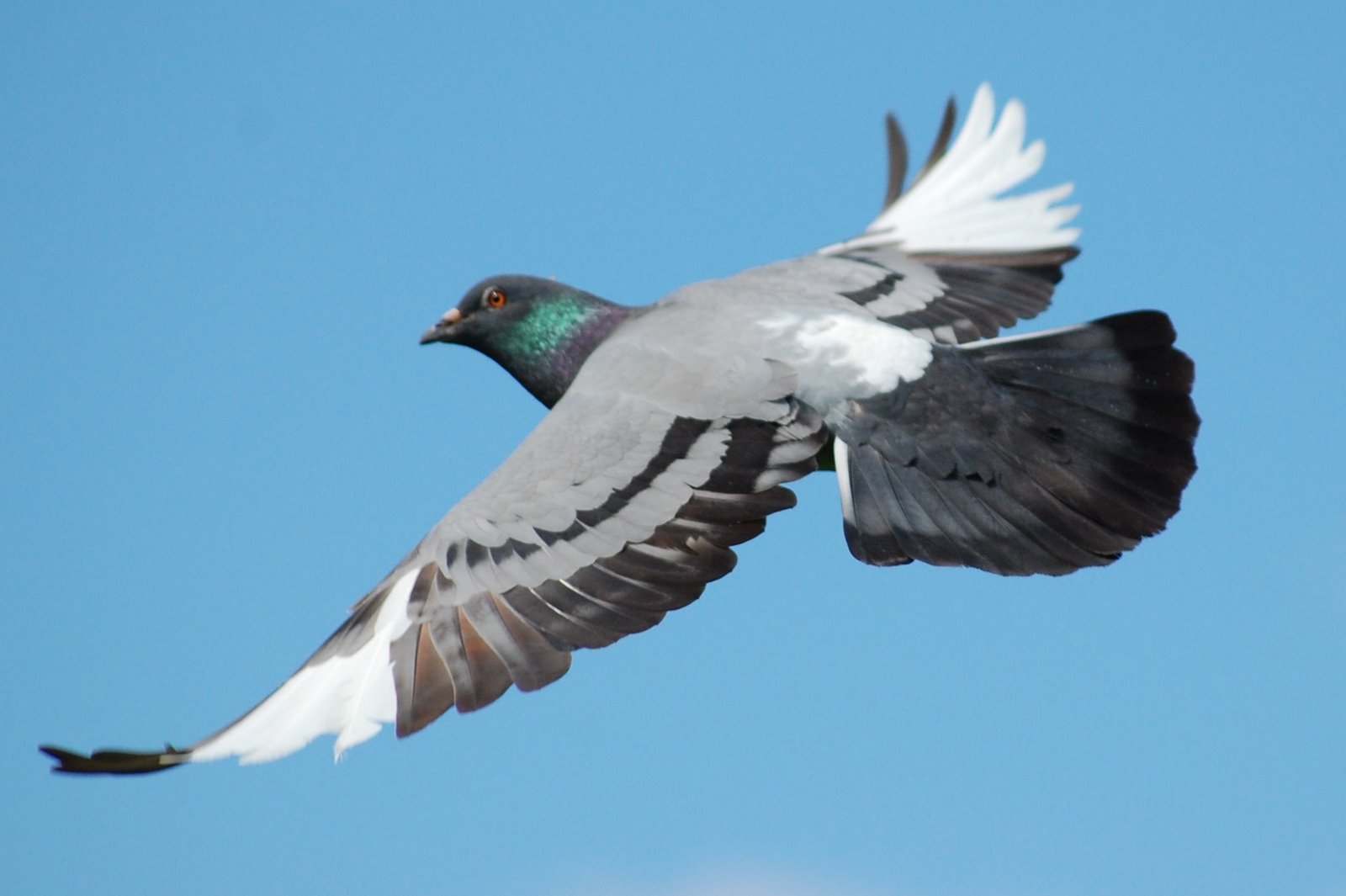 Tears Typed ....: Pombo do Horizonte