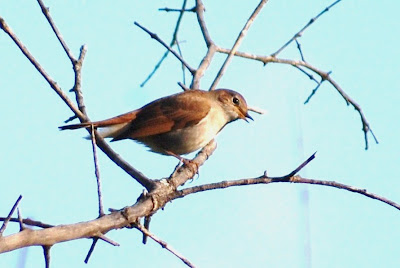 Imagens da vida animal: Rouxinol-comum (Luscinia megarhynchos)