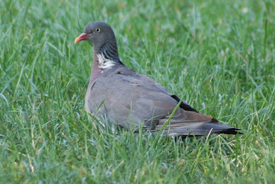 Imagens da vida animal: Pombo-torcaz (Columba palumbus) (II)