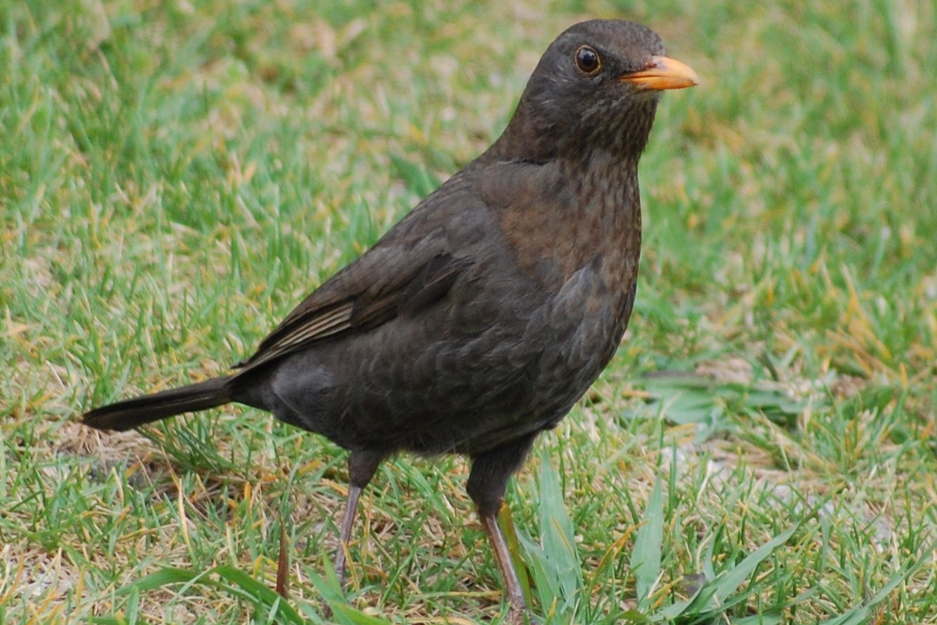 TERRA DAS AVES: Melro-preto (Turdus merula) (Fêmea)