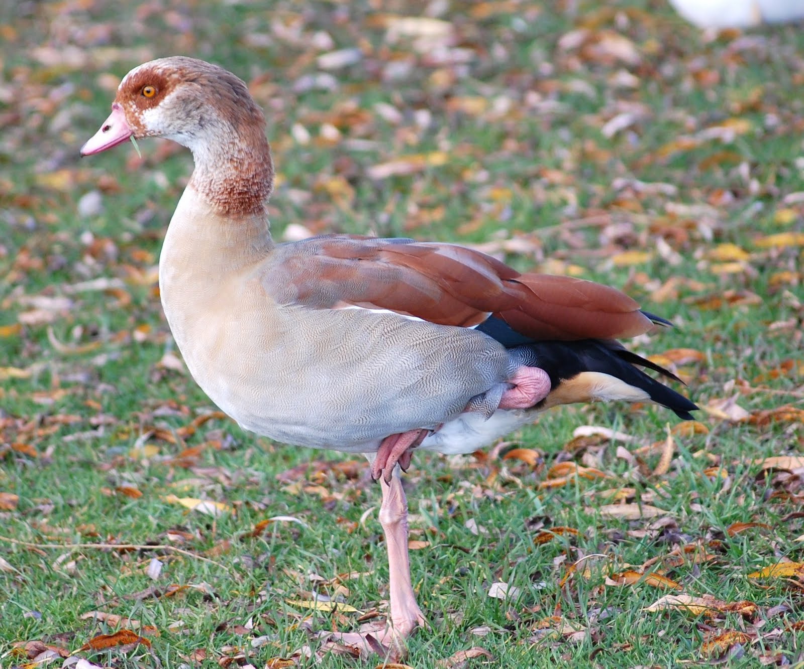 TERRA DAS AVES: Ganso-do-egito (Alopochen aegyptiacus)