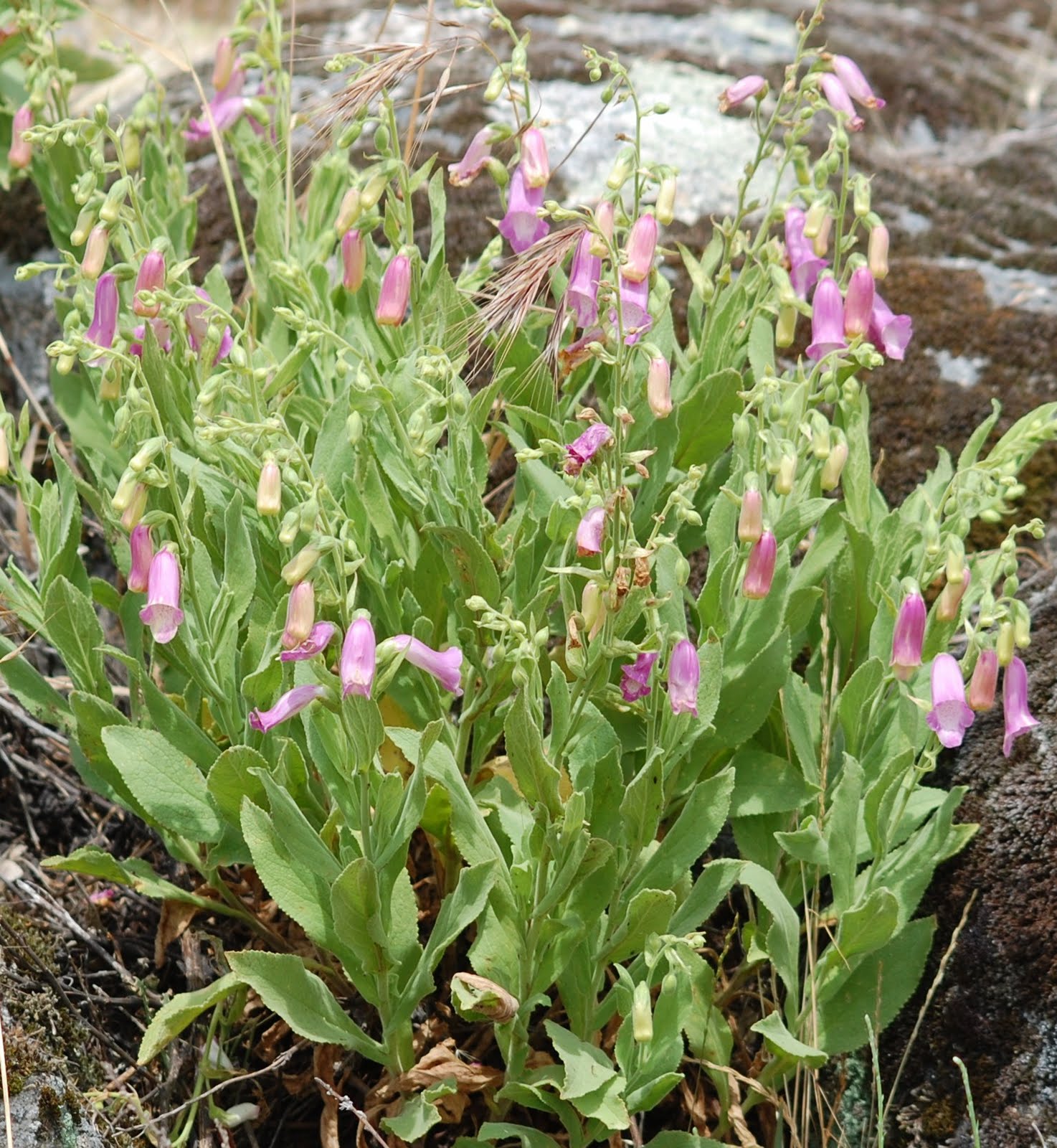 Plantas: Beleza e Diversidade: Dedaleira-amarela (Digitalis thapsi)