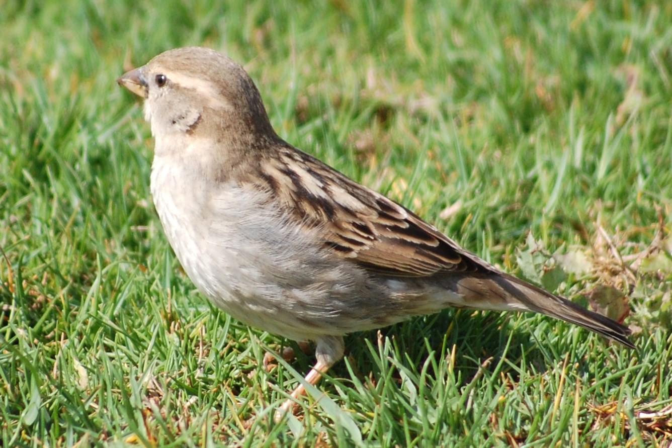 O Feminino De Pardal - LIBRAIN