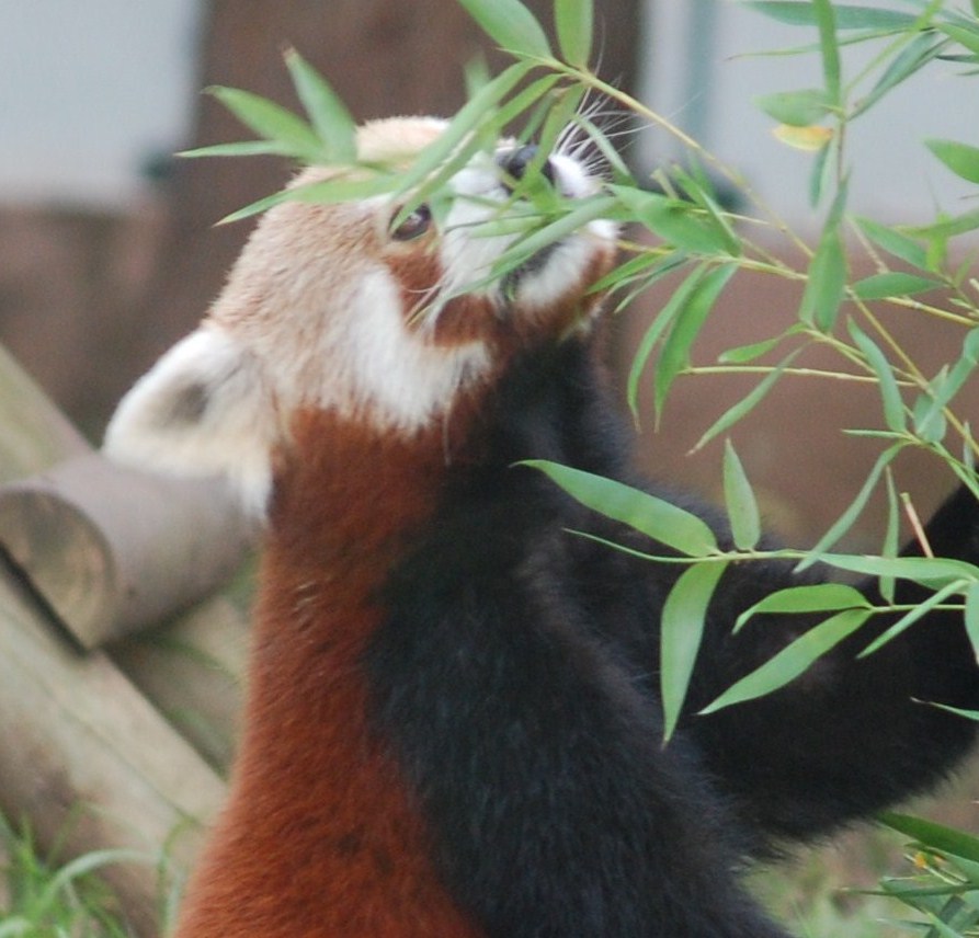 Imagens da vida animal: Panda-vermelho (Ailurus fulgens)
