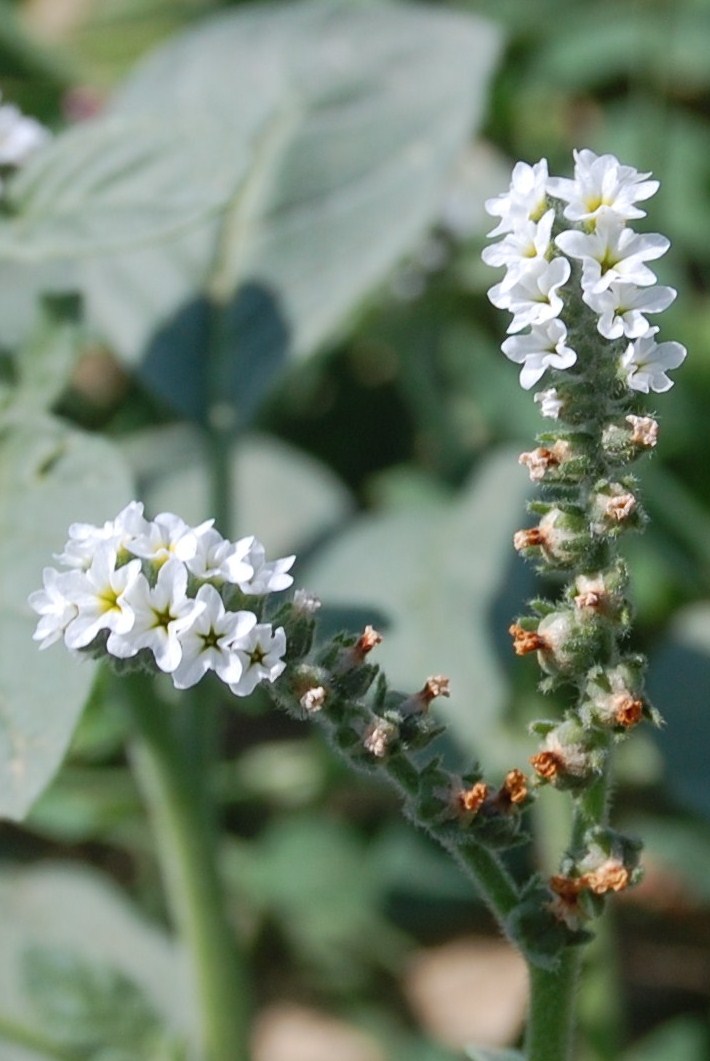 Plantas: Beleza e Diversidade: Tornassol-com-pelos (Heliotropium europaeum)