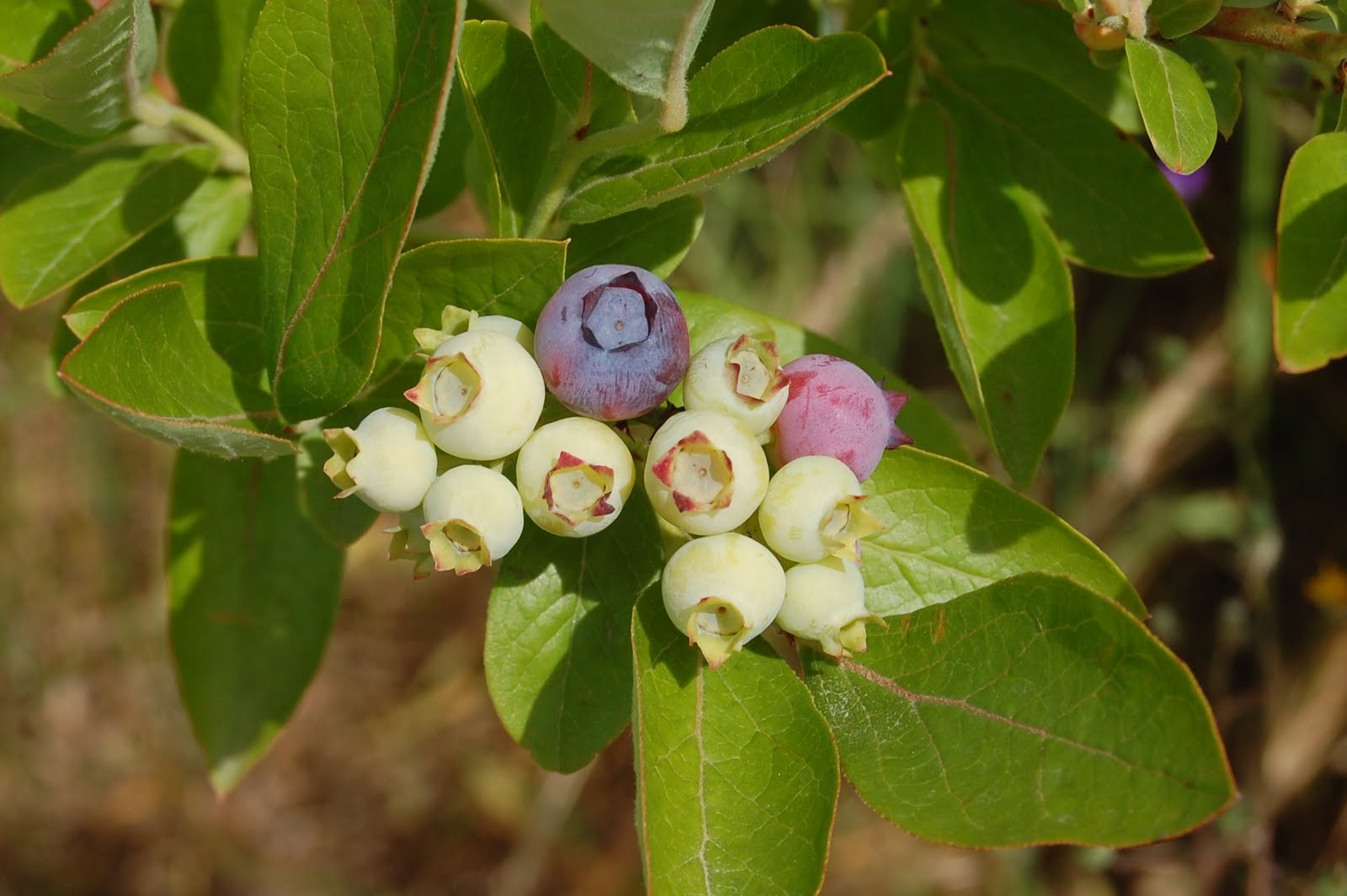 Plantas: Beleza e Diversidade: Mirtilo