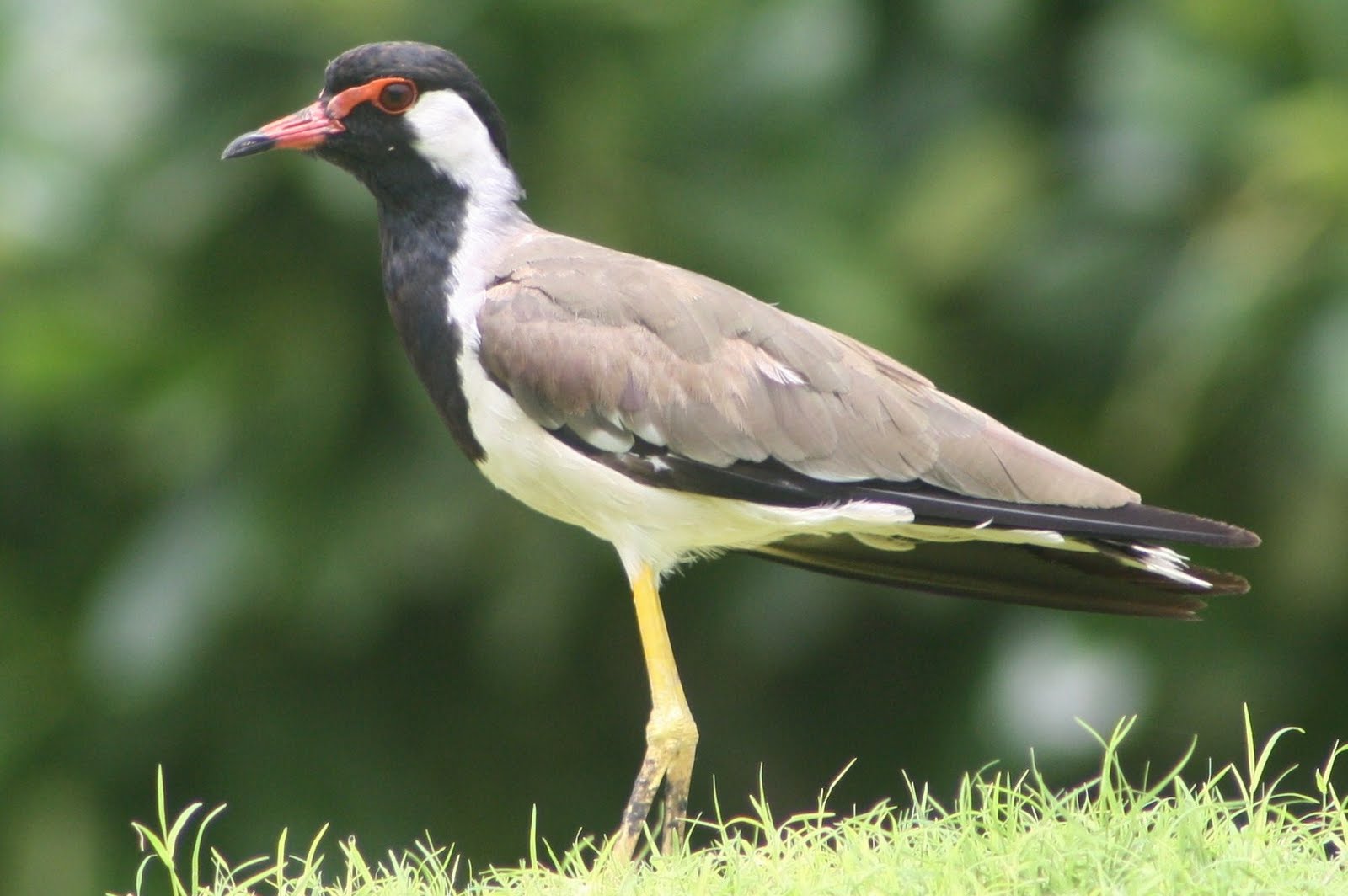 Imagens da vida animal: Abibe-indiano (Vanellus indicus)