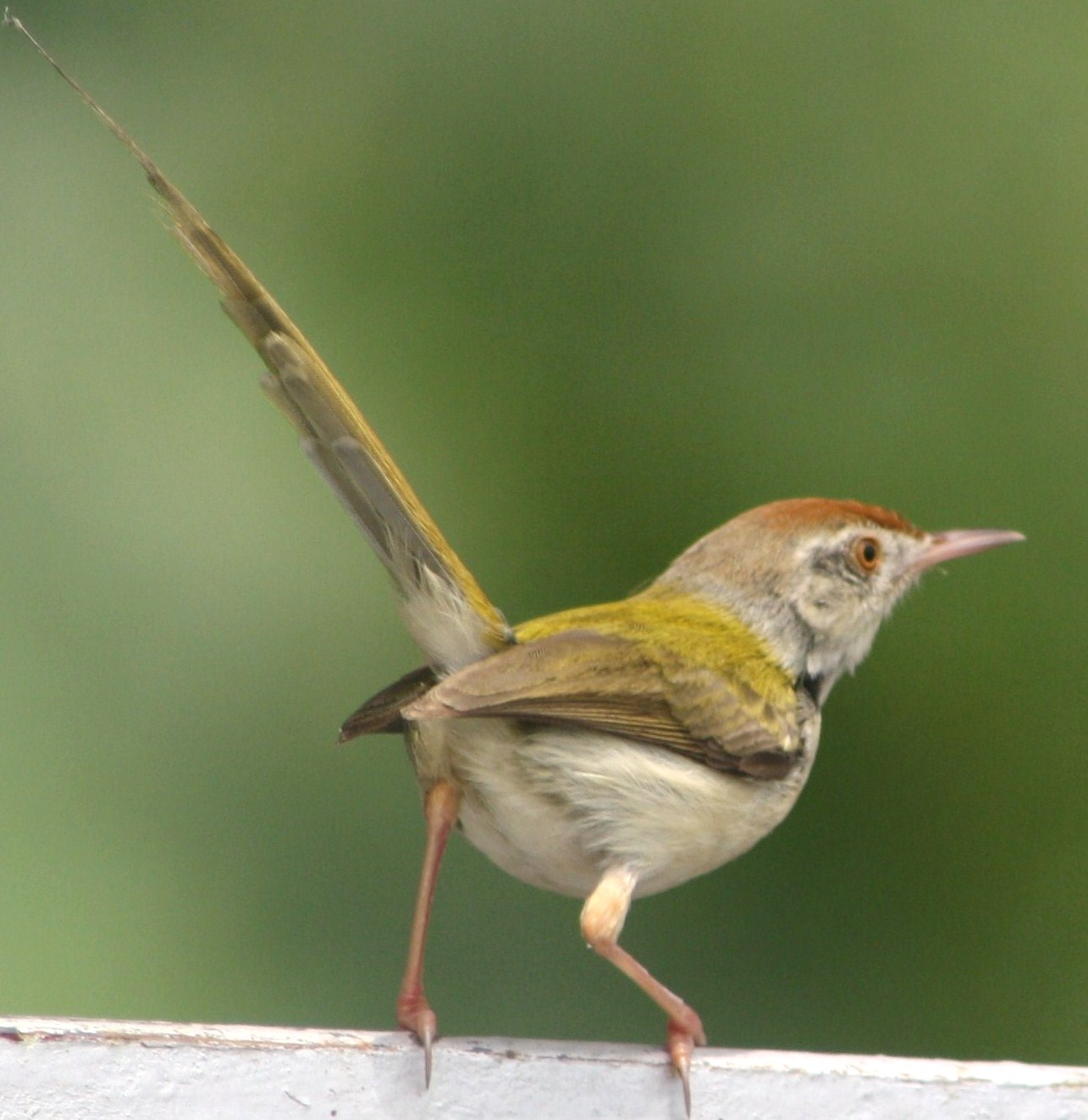 Imagens da vida animal: Costureiro-de-cauda-comprida (Orthotomus sutorius)