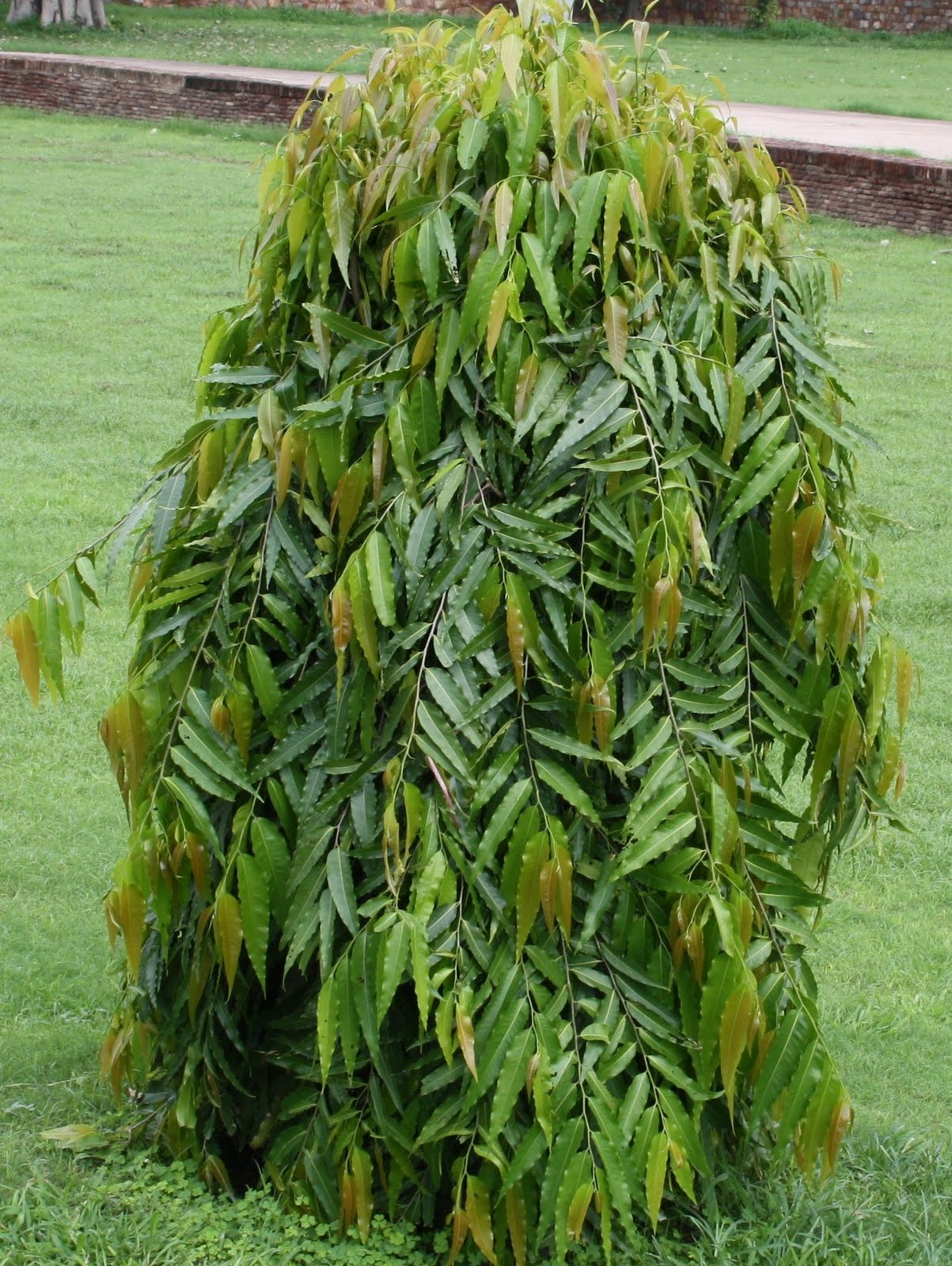 Plantas: Beleza e Diversidade: Árvore-mastro (Polyalthia longifolia)