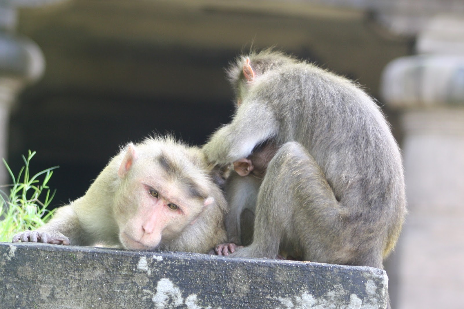 Imagens da vida animal: Cenas da vida animal : Macaco-de-barrete ...