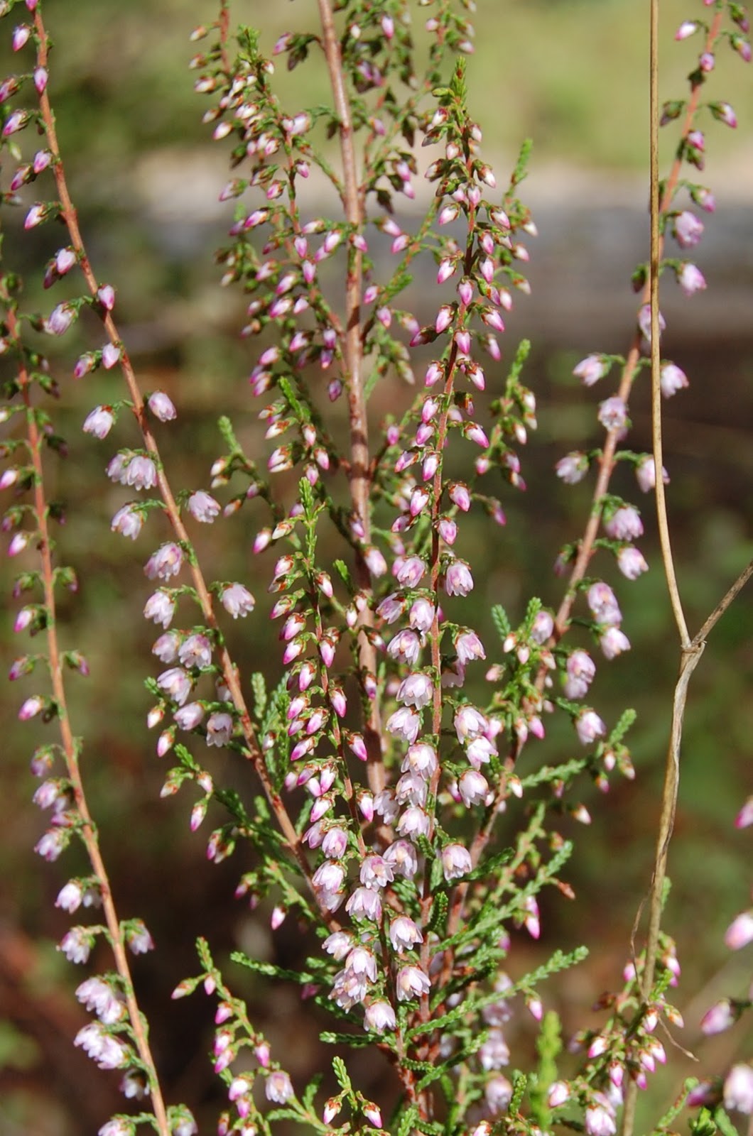 Plantas: Beleza e Diversidade: Calluna vulgaris