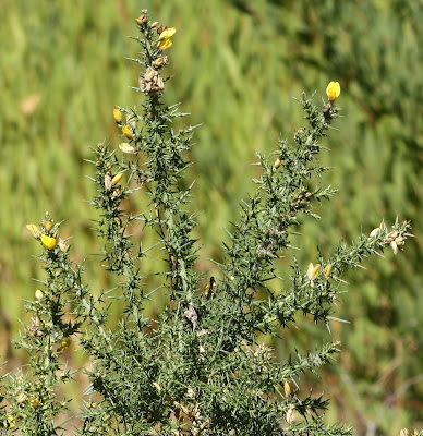 Plantas: Beleza e Diversidade: Tojo-arnal-do-litoral (Ulex europaeus)