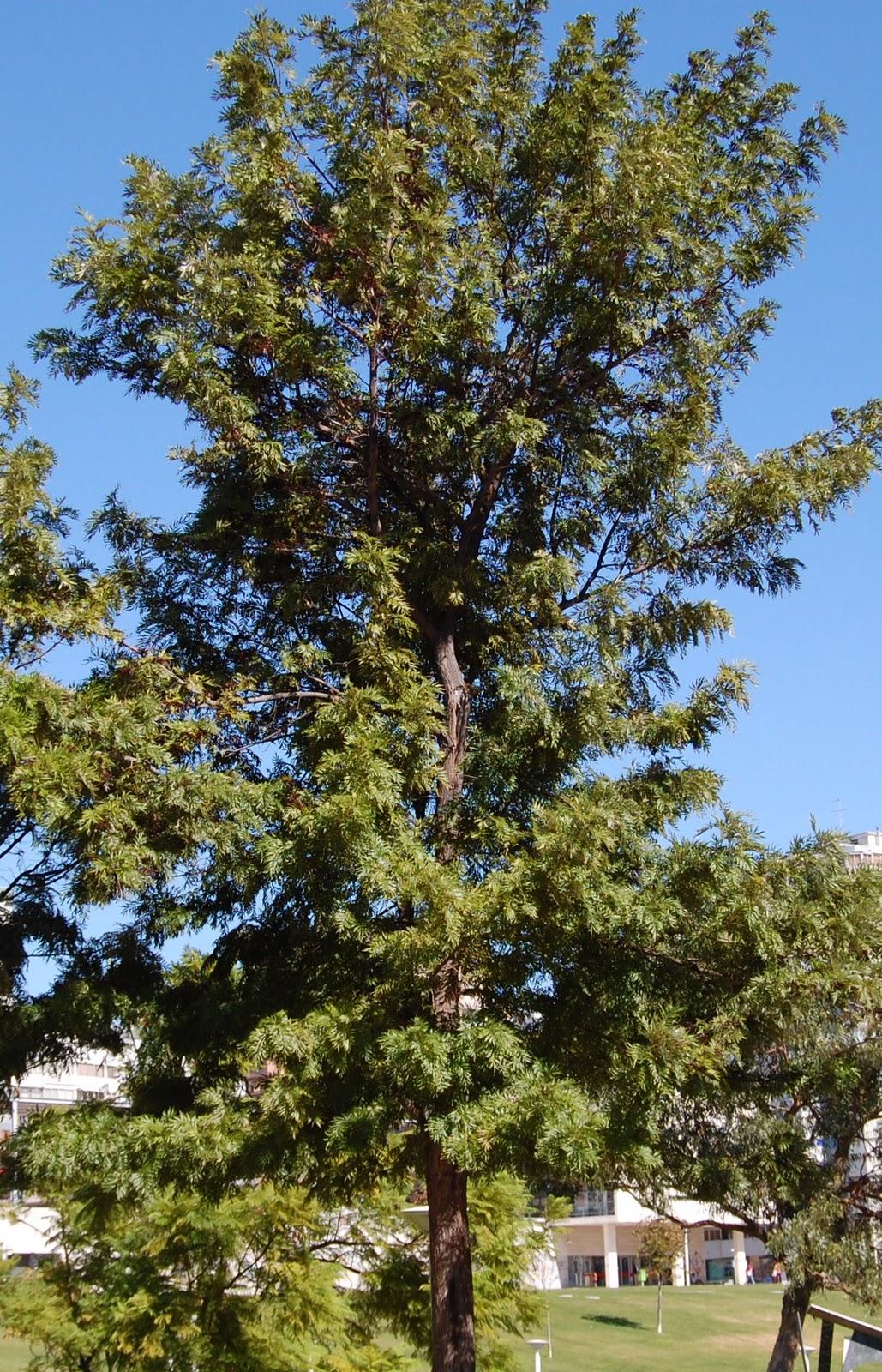 Plantas: Beleza e Diversidade: Grevílea (Grevillea robusta)