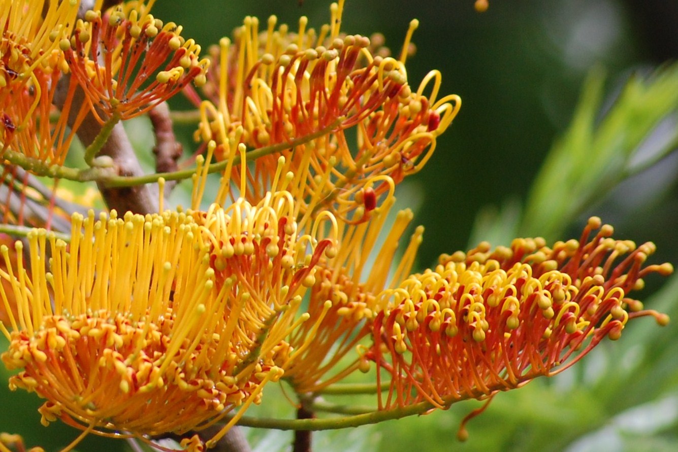 Plantas: Beleza e Diversidade: Grevílea (Grevillea robusta)