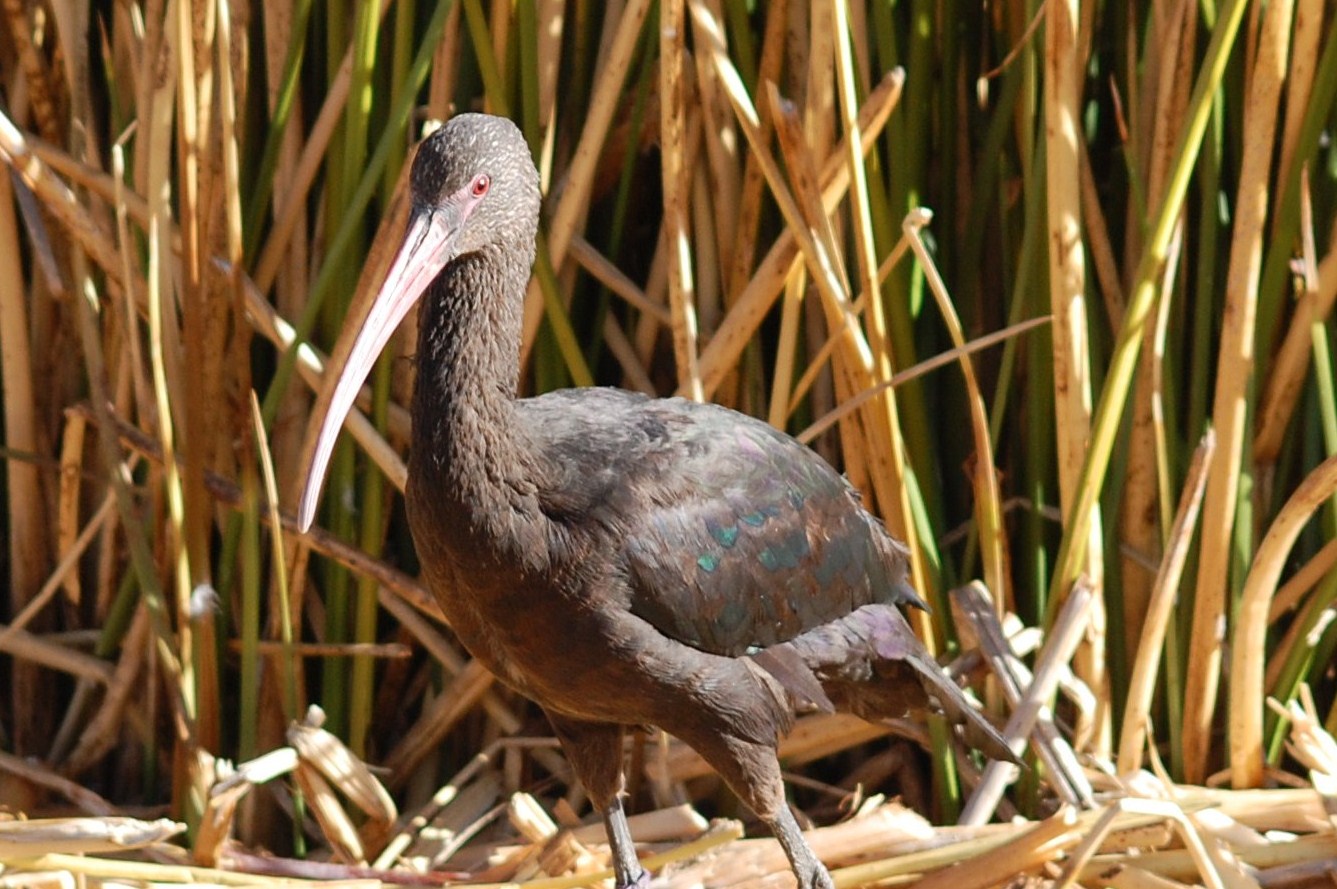 TERRA DAS AVES: Íbis-de-Puna (Plegadis ridgwayi)