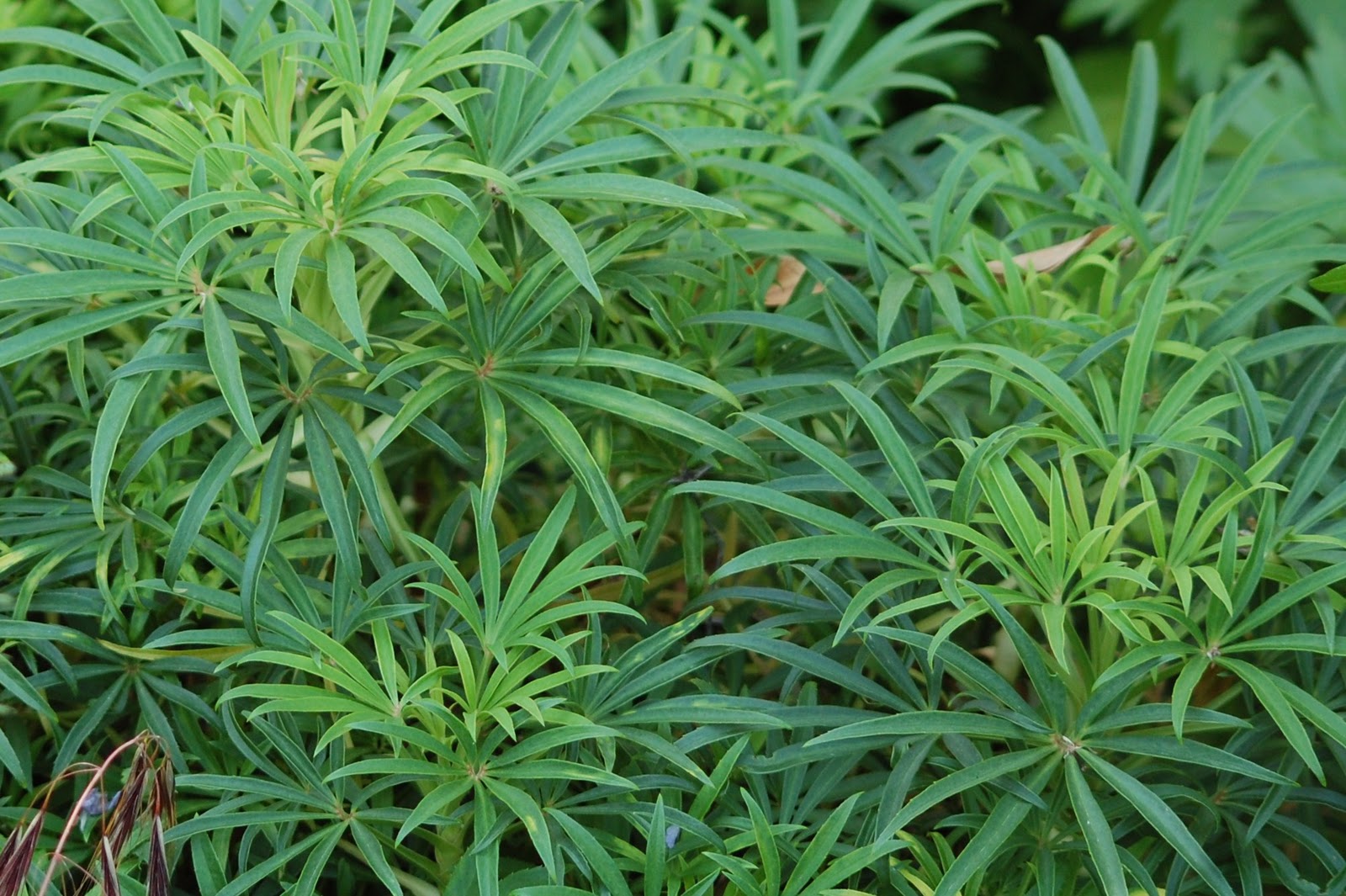 Plantas: Beleza e Diversidade: Erva-besteira (Helleborus foetidus)