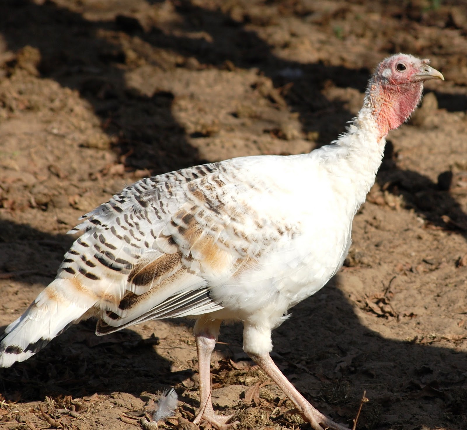 TERRA DAS AVES: Peru (Meleagris gallopavo)