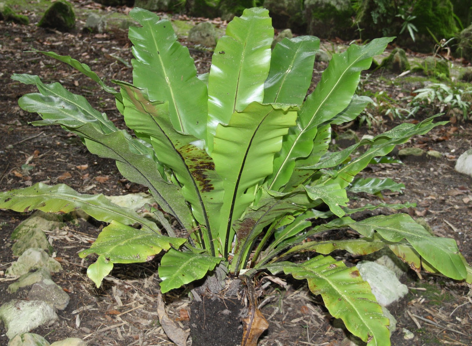 Plantas: Beleza e Diversidade: Feto-ninho-de-ave (Asplenium nidus)
