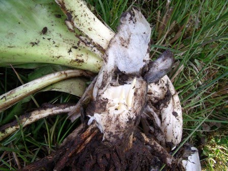 Scottish invasives: Skunk cabbage control