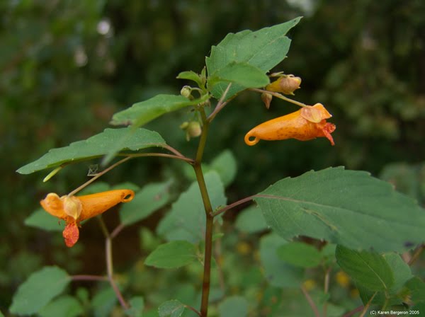 don's blog - New Sri Lanka: Bandaranaike Memorial Ayurvedic Research ...