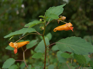 don's blog - New Sri Lanka: Bandaranaike Memorial Ayurvedic Research ...