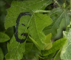 PRINGAMOSA ARTE Y CIUDAD: Pringamosa en la Ciudad