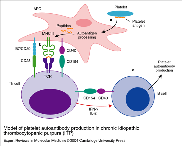 Bunda Dan Ananda: ITP (Idiopathic Thrombocytopenic Purpura)