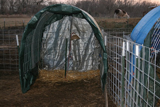 The Dalan Farm: How to build a hog hut and other random things