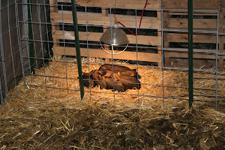 The Dalan Farm: How to build a hog hut and other random things