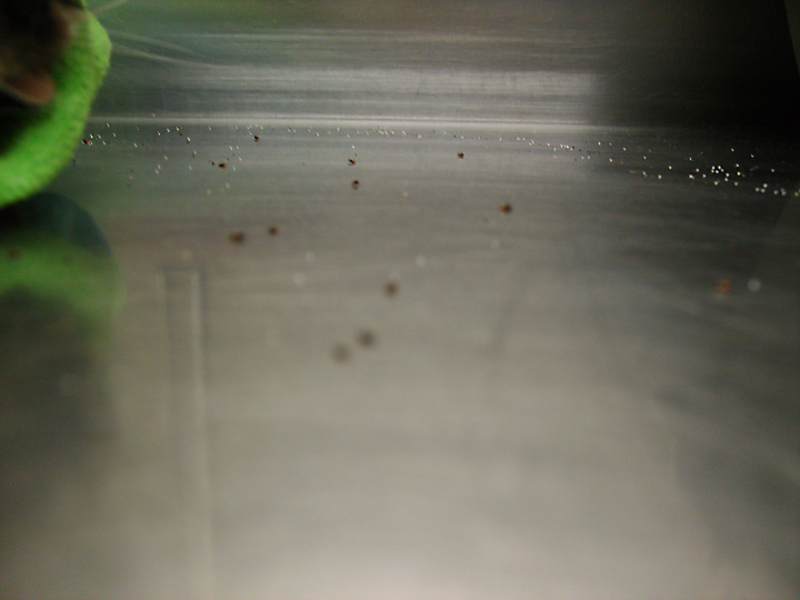 Dr. Andy Mathis- The Animals and Other Stuff: Fleas Can Be Fatal