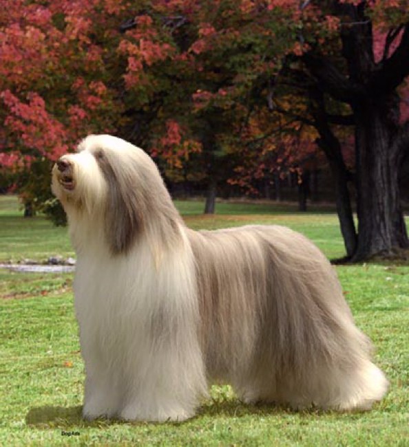Bearded Collie Dog Lovers