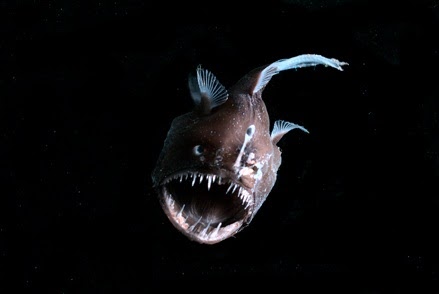 4ESOB_Grup3: MELANOCETUS JOHNSONII