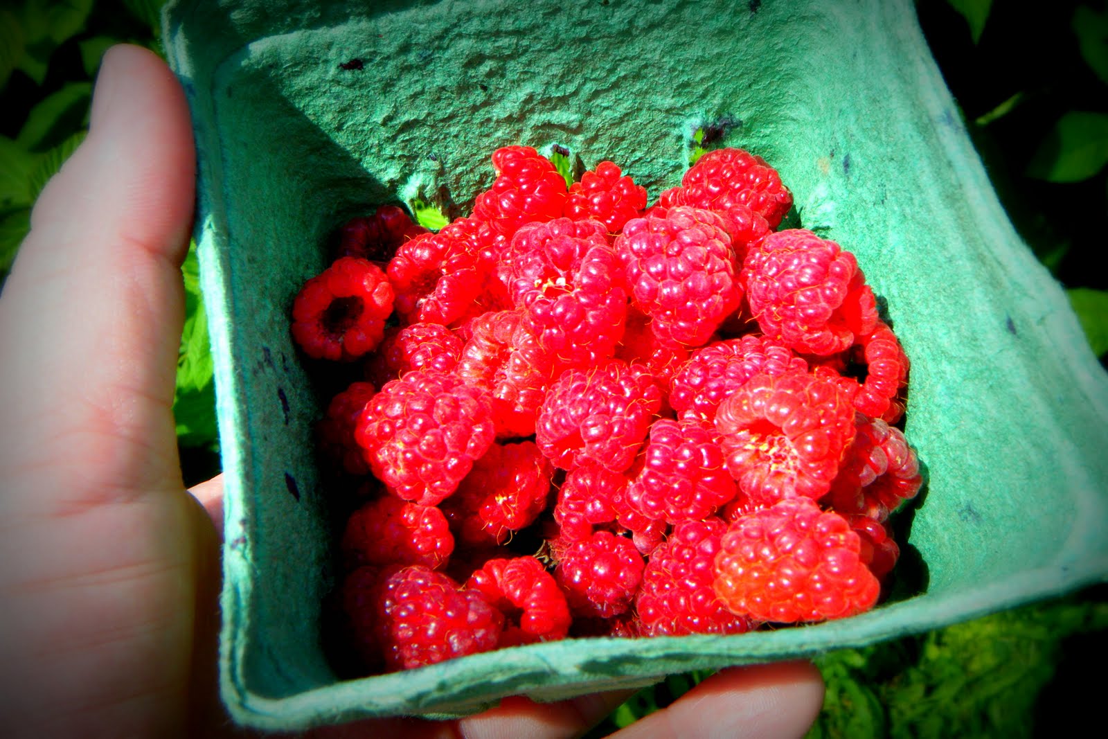 What About Pie: Happiness is...sun ripened raspberries!