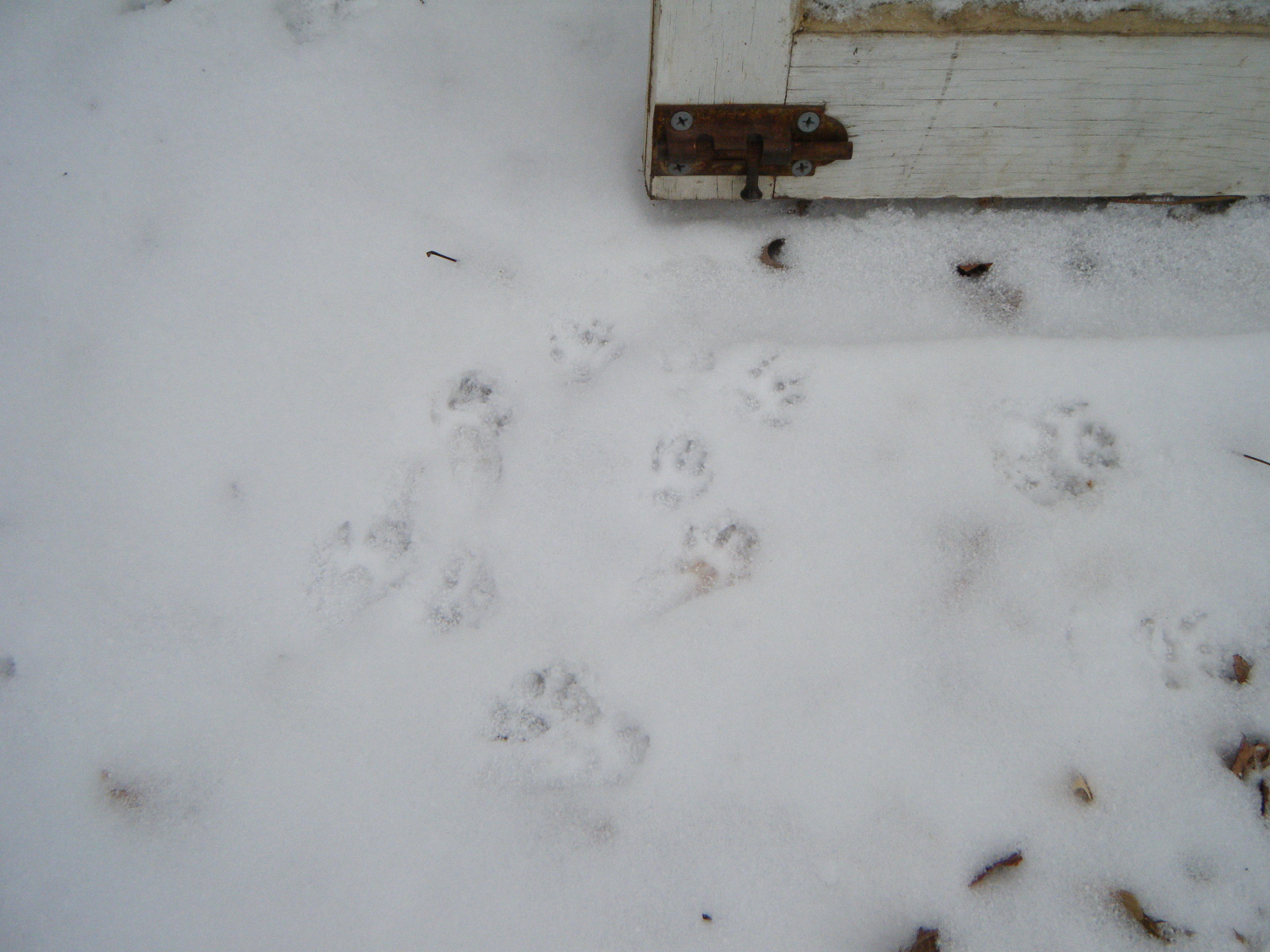 What About Pie: chicken tracks...and other critter tracks as well!