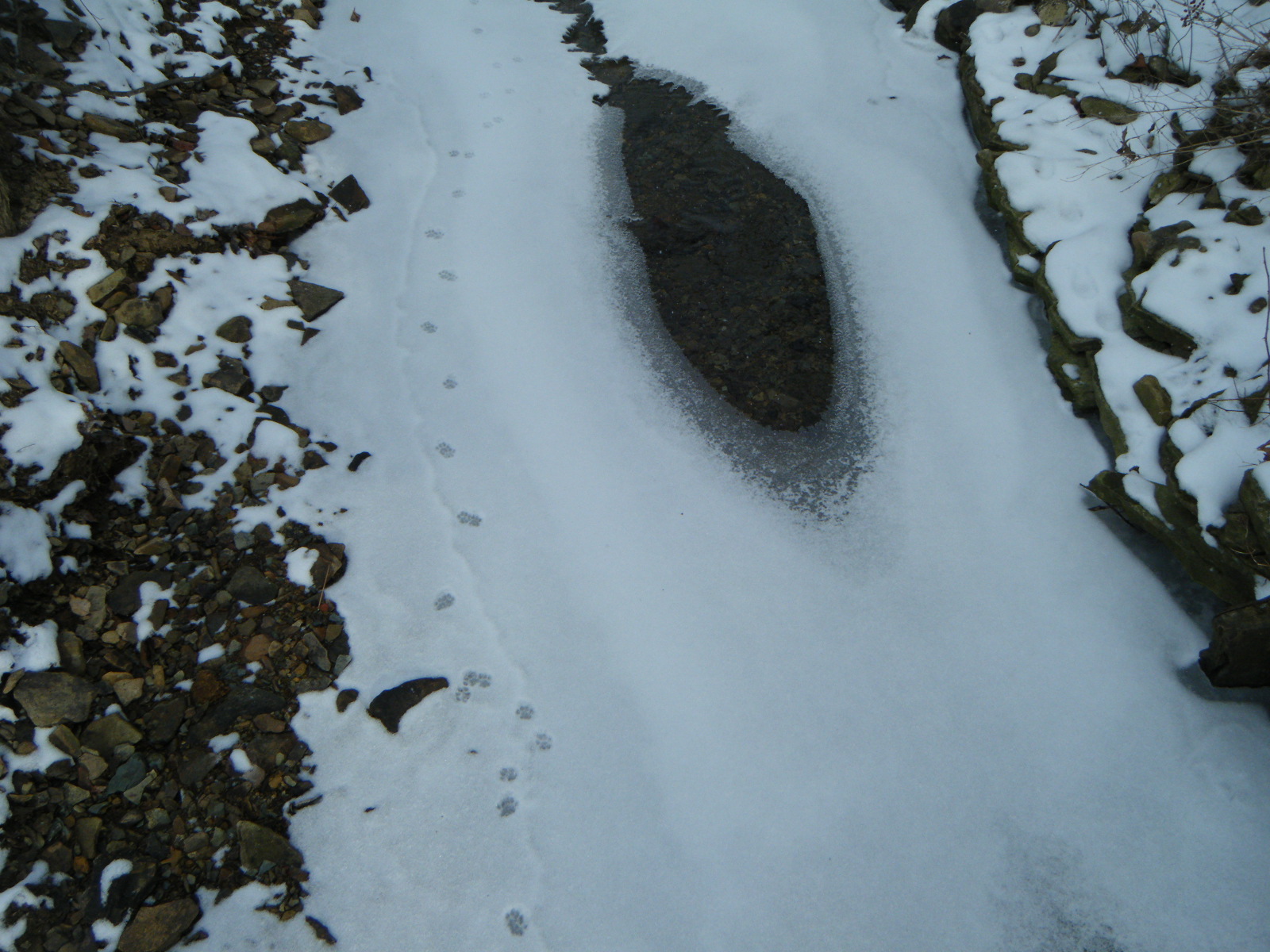 What About Pie: chicken tracks...and other critter tracks as well!