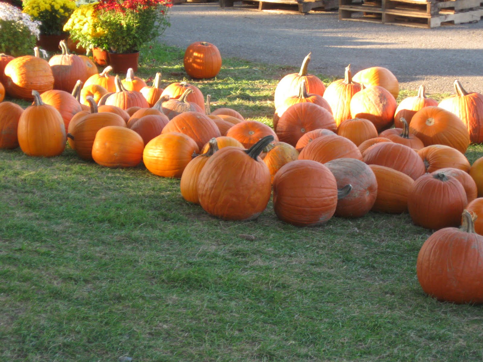 Hungry Couple: Apples and Pumpkins and Leaves (Autumn in the Hudson ...