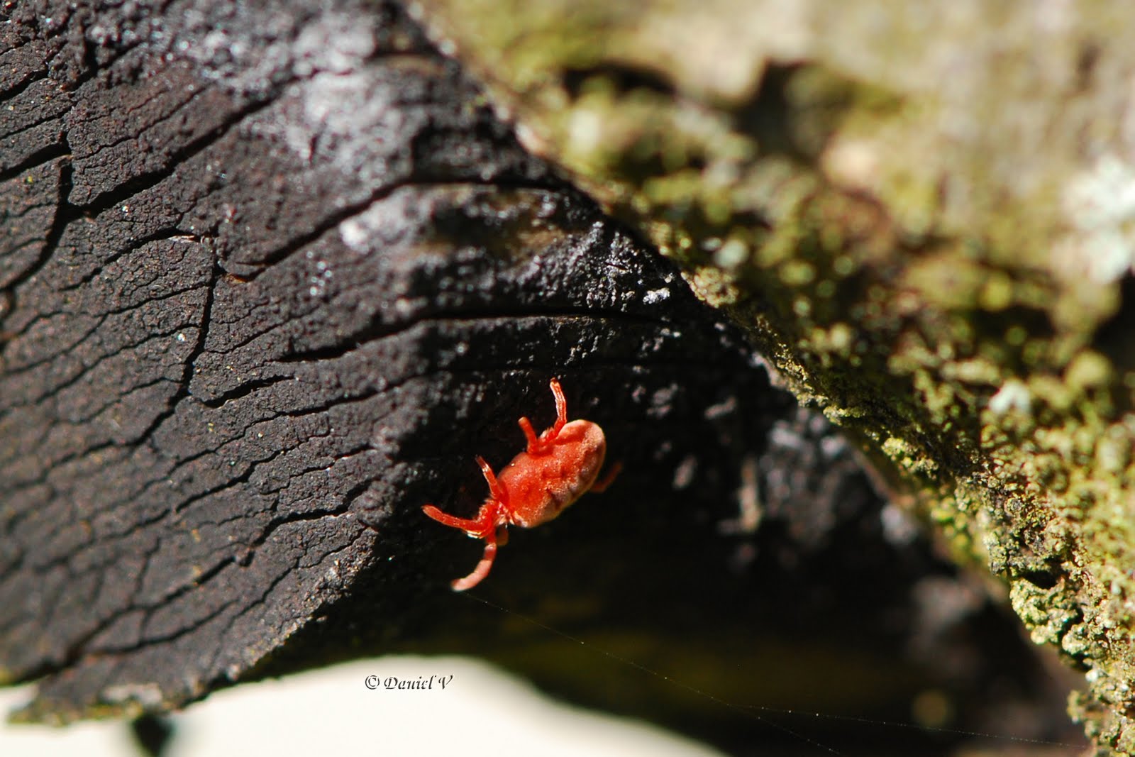 Macrophoto plaisir passion: Petite araignée rouge