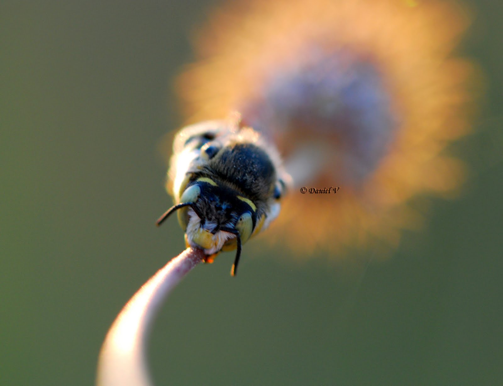 Macrophoto plaisir passion: Solitaire, l'abeille? découpeuse?