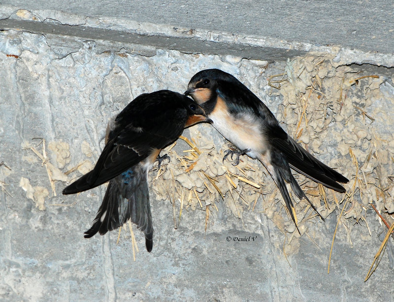 Les oiseaux du 27: Hirondelle