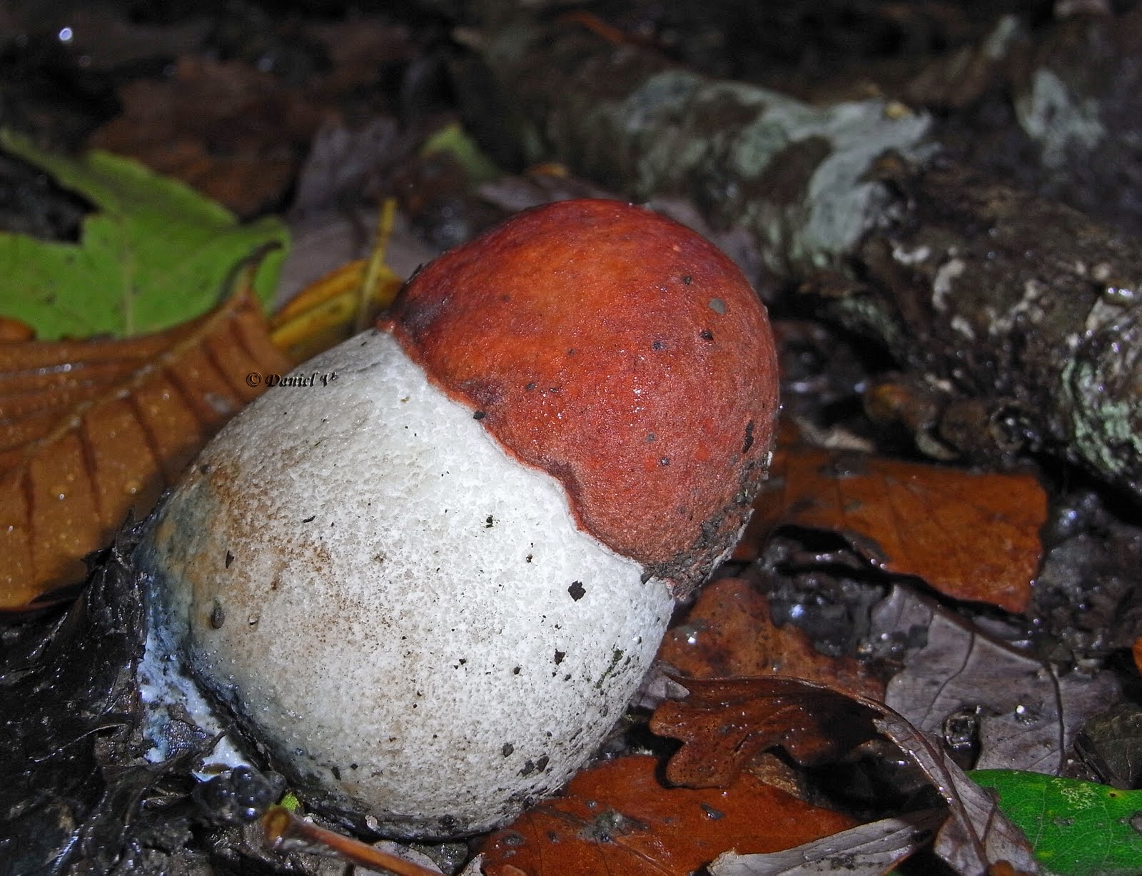 Macrophoto plaisir passion: Quelques champignons comestibles