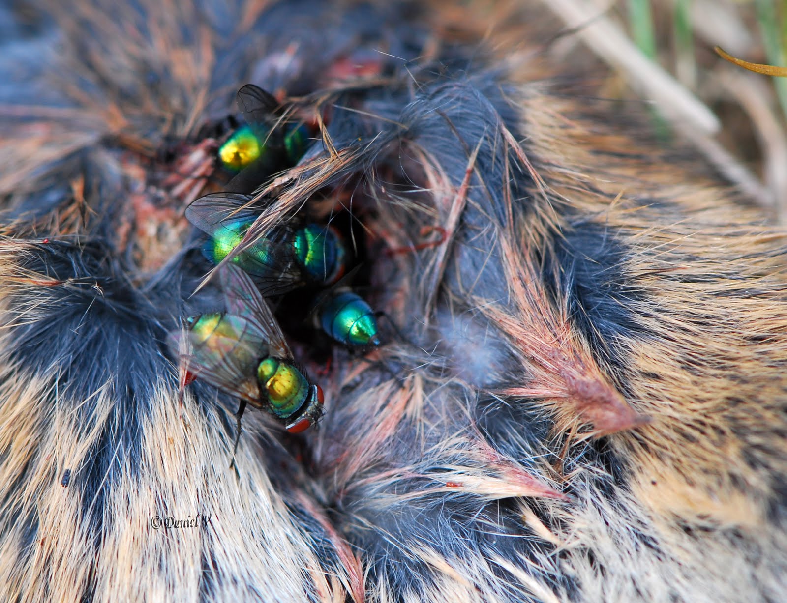 Macrophoto plaisir passion: La mouche verte, lucilia sericata
